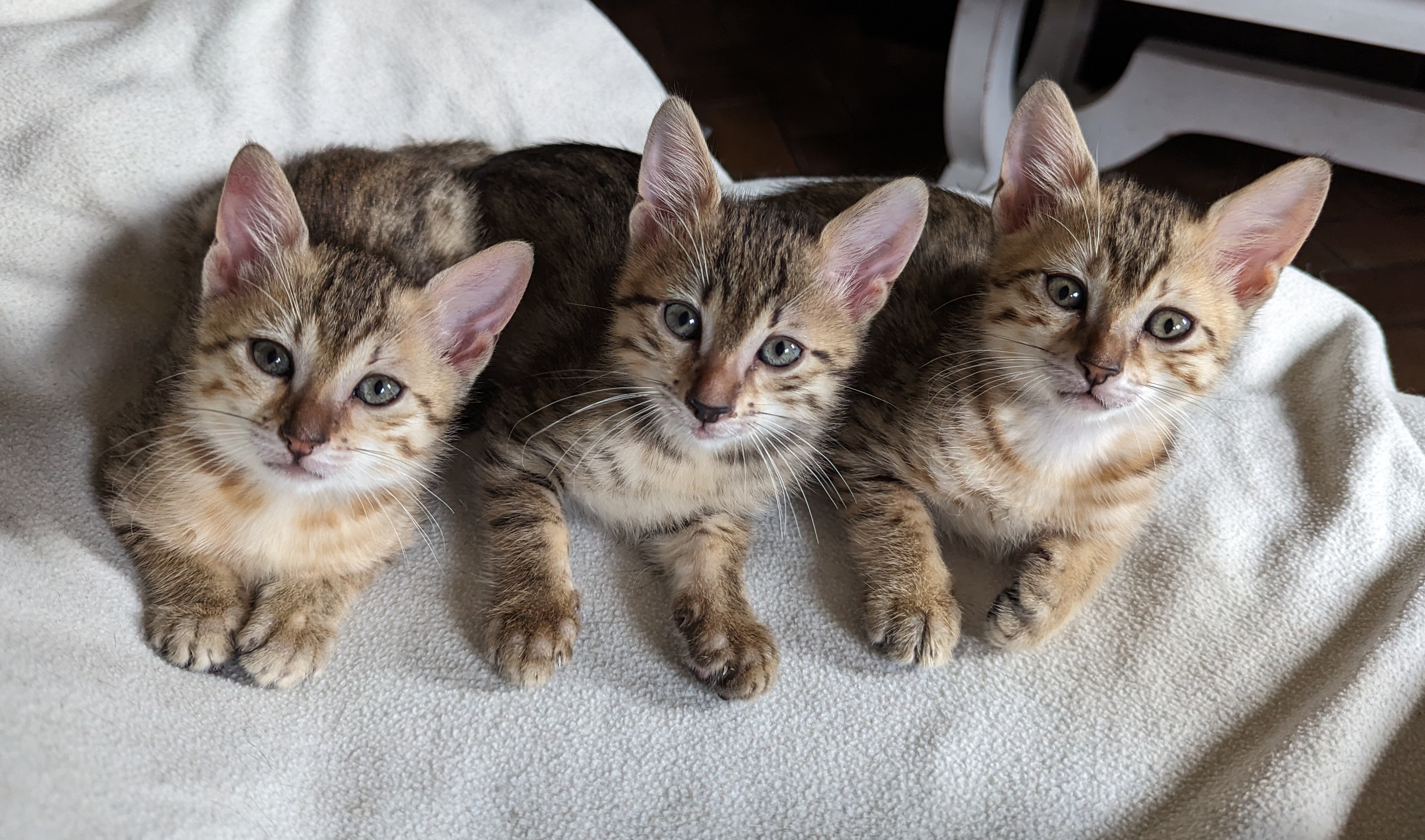 Nos grands petits / Our oldest kittens – Chatterie Sechem